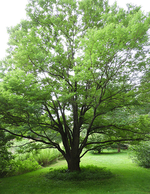 Black Locust | Robinia pseudoacacia | Old House Trees