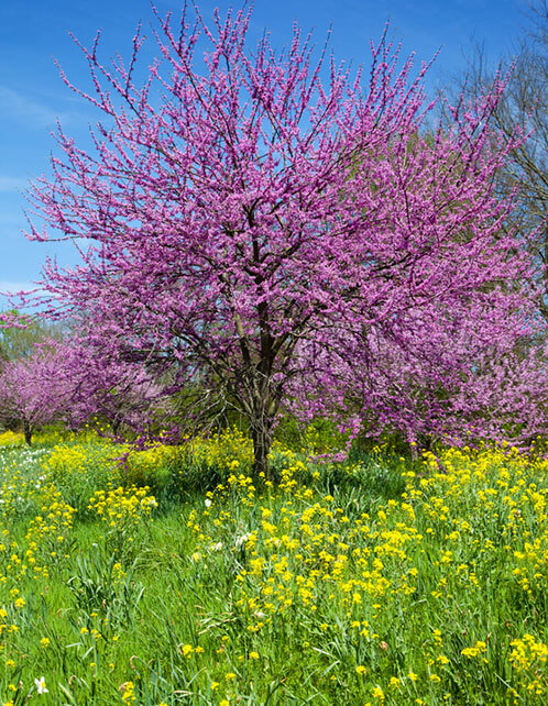 Eastern Redbud | Cercis canadensis | Old House Trees