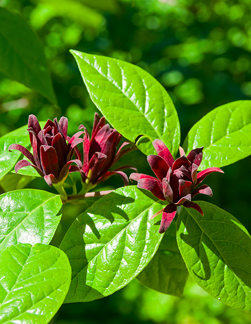 Sweetshrub | Calycanthus floridus | Old House Trees