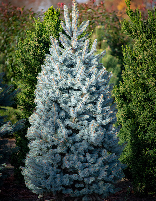 Colorado Blue Spruce | Picea pungens | Old House Trees
