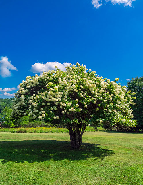 Pee Gee Hydrangea | Hydrangea paniculata ‘Grandiflora' | Old House Trees