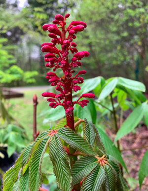Red Buckeye | Aesculus pavia | Old House Trees