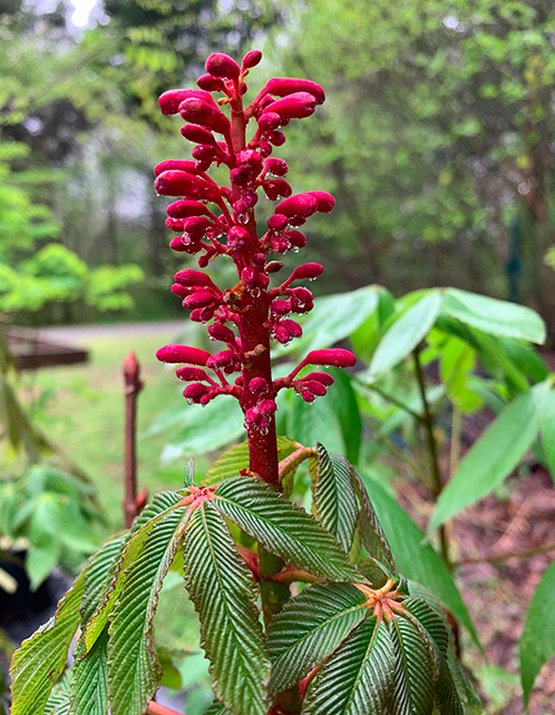 Red Buckeye | Aesculus pavia | Old House Trees
