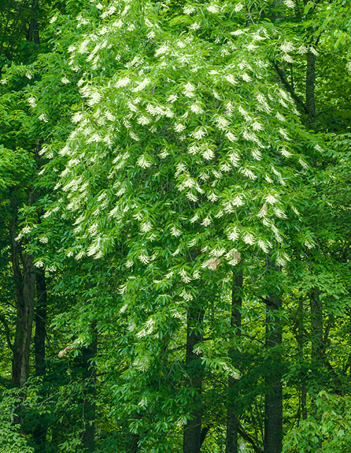 Sourwood | Oxydendrum arboreum | Old House Trees