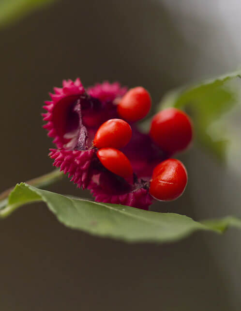Strawberry Bush | Euonymus americanus | Old House Trees