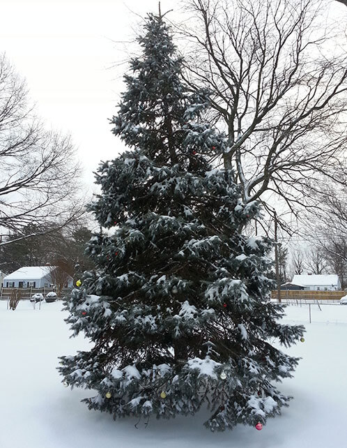 Douglas Fir Tree | Pseudotsuga menziesii | Old House Trees
