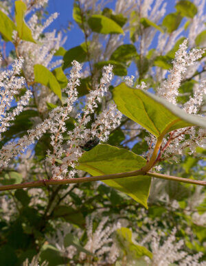 Henry's Garnet Itea (Virginia Sweetspire) | Old House Trees