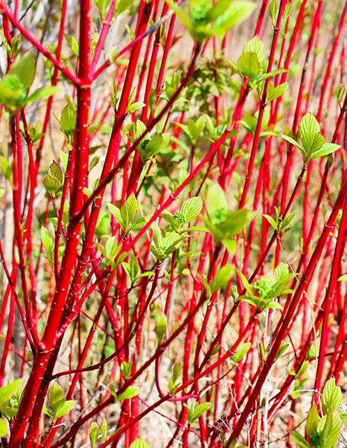Red Twig Dogwood | Cornus sericea | Old House Trees