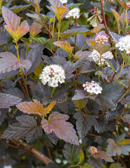 Diablo Ninebark | Physocarpus opulifolius 'Diabolo' | Old House Trees