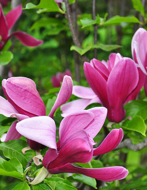 Jane Magnolia | Magnolia x 'jane' | Old House Trees