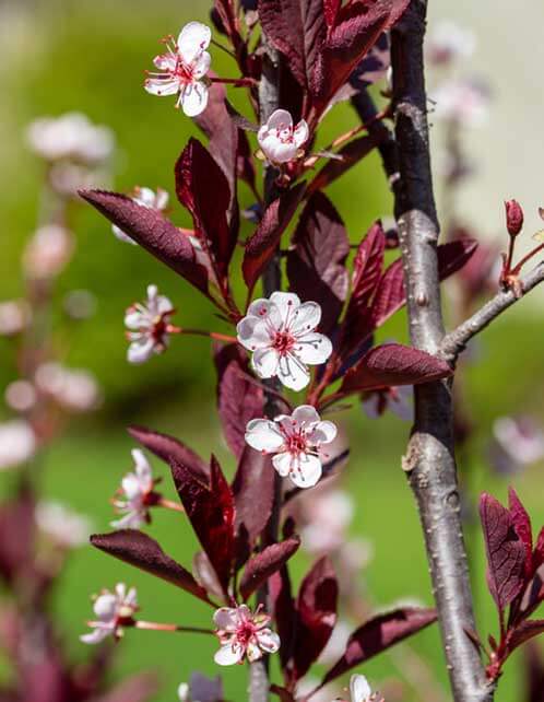 Purpleleaf Sand Cherry | Prunus x cistena | Old House Trees