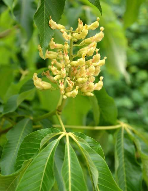 Yellow Buckeye | Aesculus flava | Old House Trees