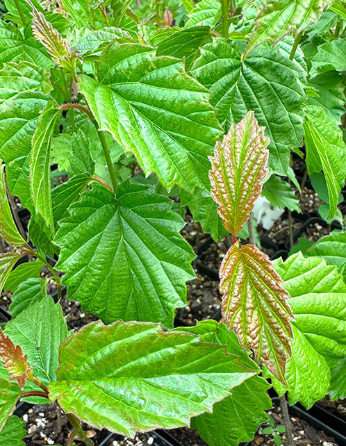 Arrowwood Viburnum | Viburnum dentatum | Old House Trees