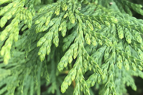 Fall Planting : Evergreens | Old House Trees