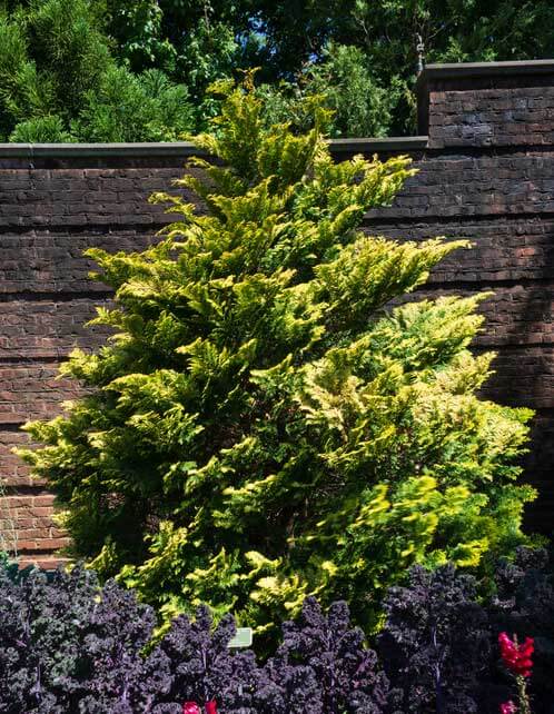 Golden Hinoki Cypress | Chamaecyparis obtusa 'Crippsii' | Old House Trees