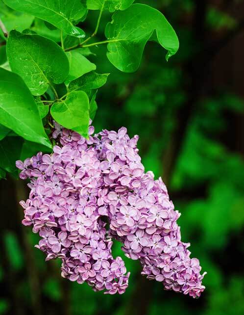 Common Lilac | Old House Trees