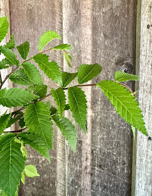 American Elm | Ulmus americana | Old House Trees