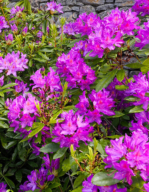 Herbert Evergreen Azalea | Rhododendron 'Herbert' | Old House Trees