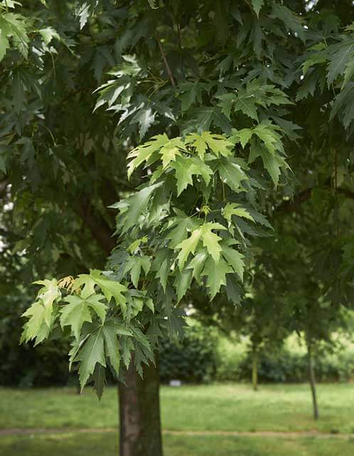 Silver Maple | Old House Trees
