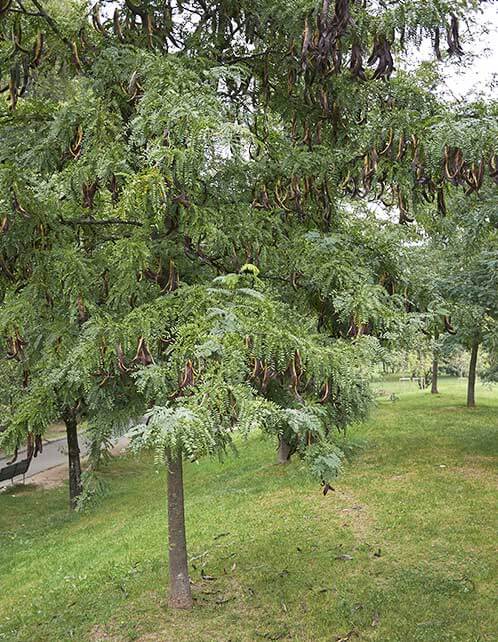 Thornless Honey Locust | Gleditsia triacanthos var. inermis | Old House ...
